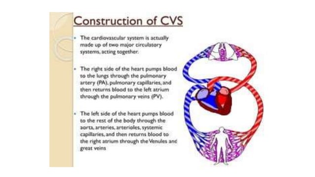 Introduction to CVS and Physiology of Heart‌.pptx