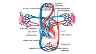 Introduction to CVS and Physiology of Heart‌.pptx