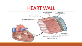 INTRODUCTION TO CVS PHYSIOLOGY-BSCN.pptx