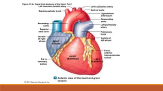 INTRODUCTION TO CVS PHYSIOLOGY-BSCN.pptx