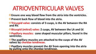 INTRODUCTION TO CVS PHYSIOLOGY-BSCN.pptx