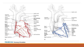 INTRODUCTION TO CVS PHYSIOLOGY-BSCN.pptx