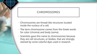 INTRODUCTION TO CYTOGENETICS, chromosome.pptx