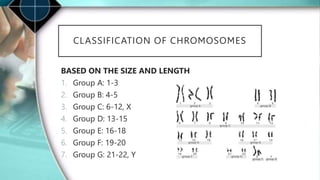 INTRODUCTION TO CYTOGENETICS, chromosome.pptx