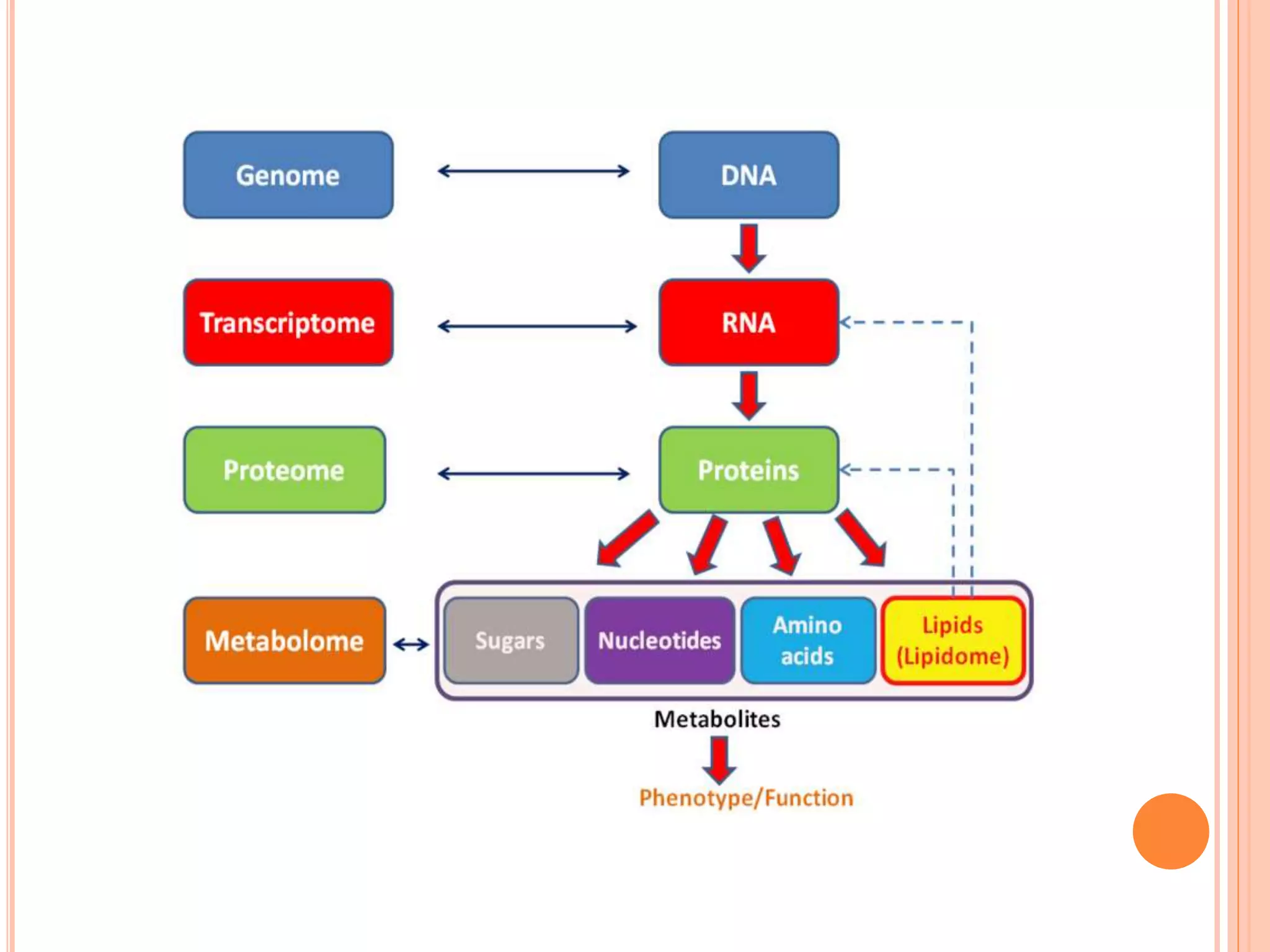 Introduction to Biological databases | PPT