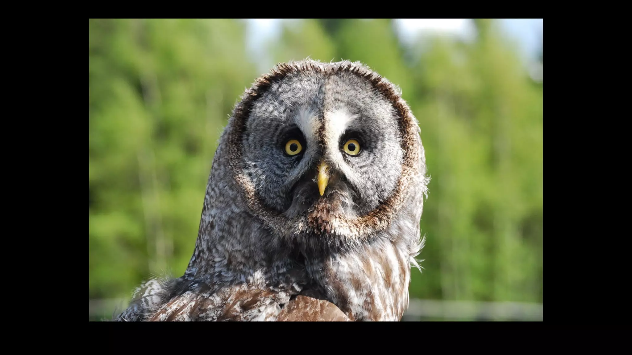 Introduction to Google Daydream | PDF