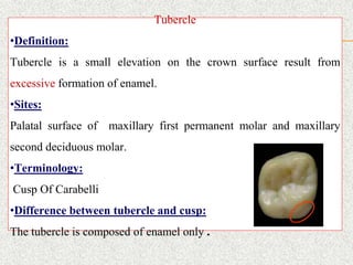 Introduction to dental anatomy | PPTX