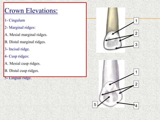 Introduction to dental anatomy | PPTX