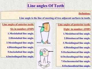 Introduction to dental anatomy | PPT
