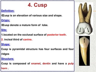 Introduction to dental anatomy | PPT