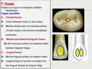 Triangular Fossa Teeth