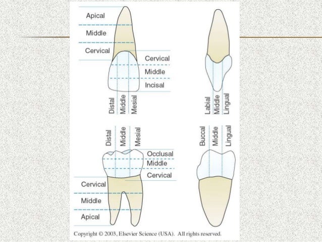 Introduction to dental anatomy