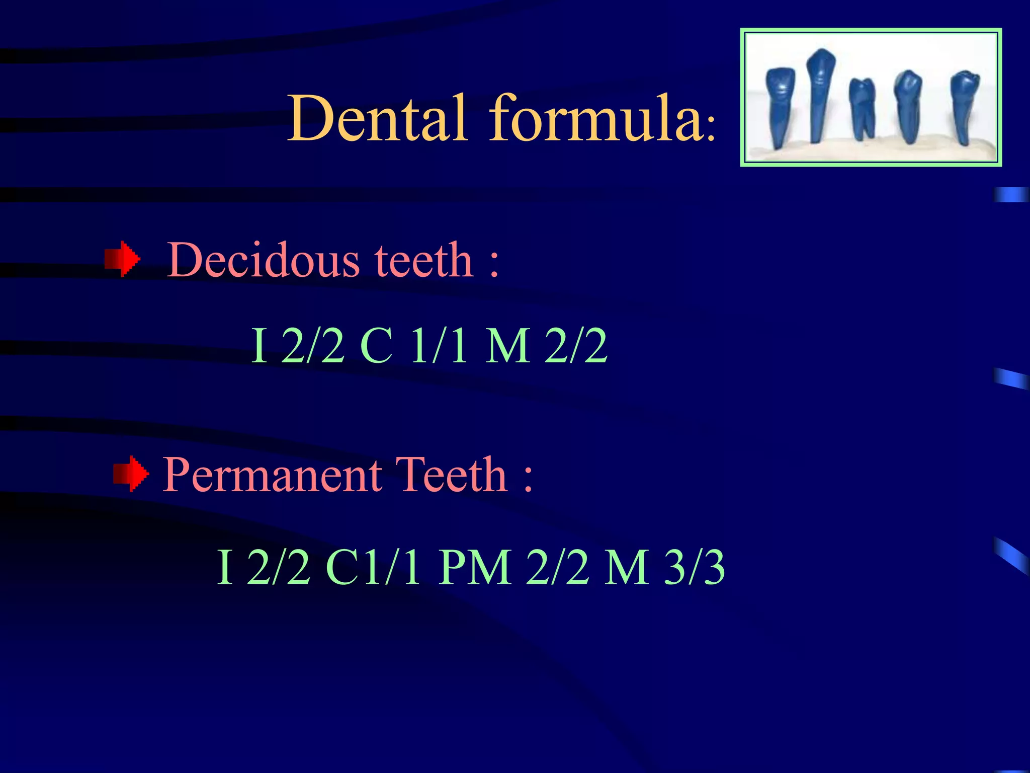 Introduction to Dental Anatomy.ppt