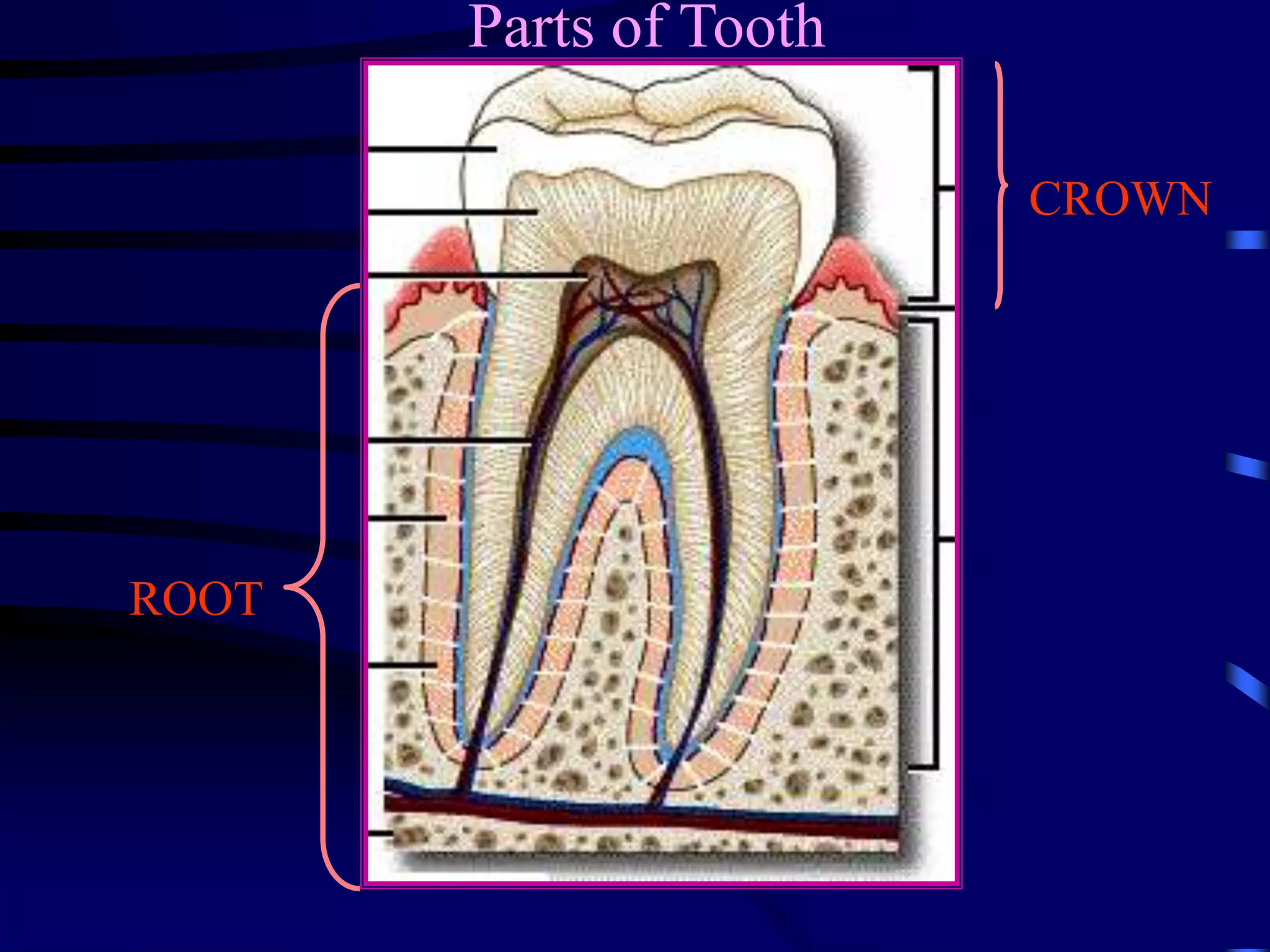 Introduction to Dental Anatomy.ppt