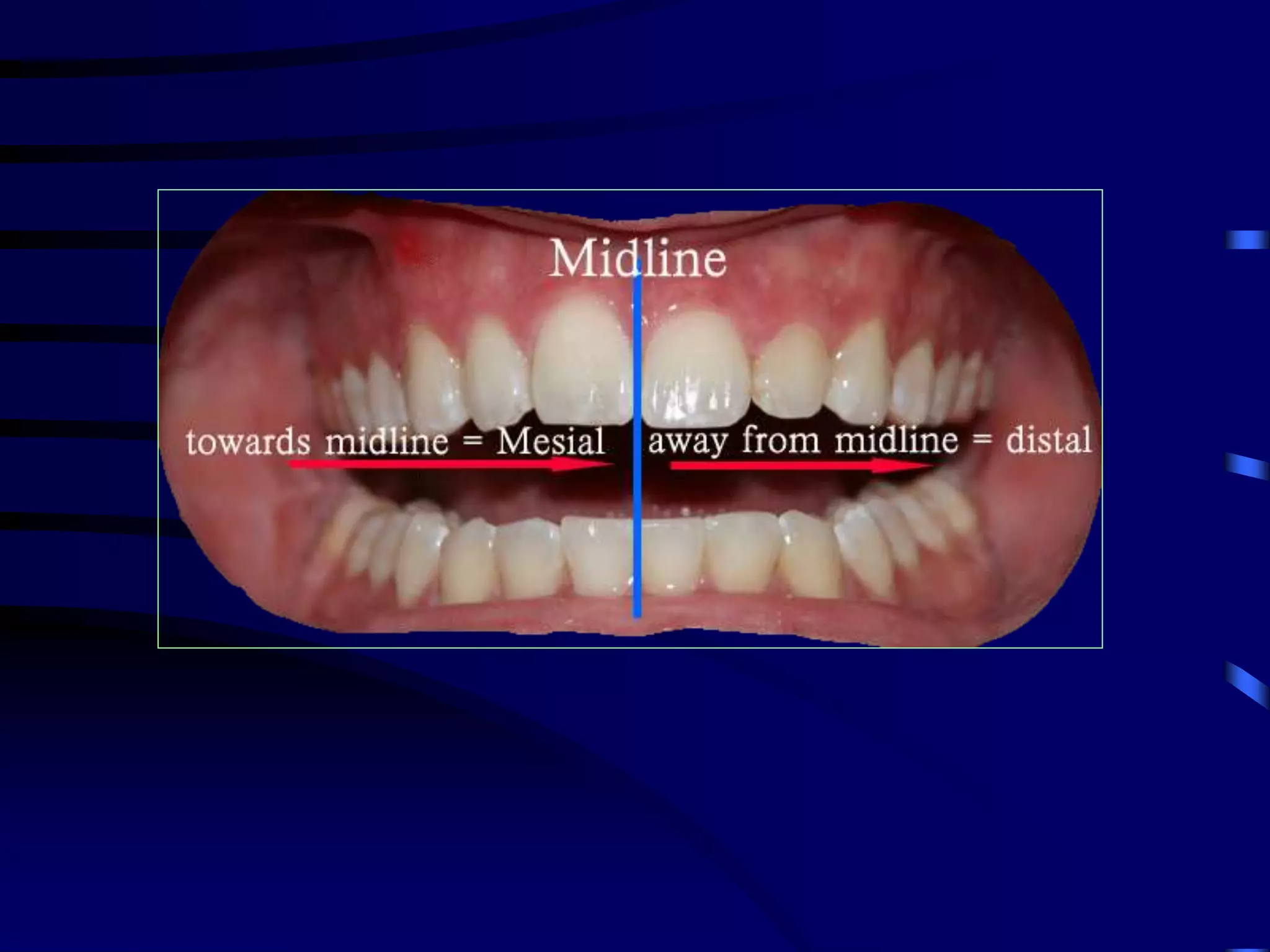 Introduction to Dental Anatomy.ppt