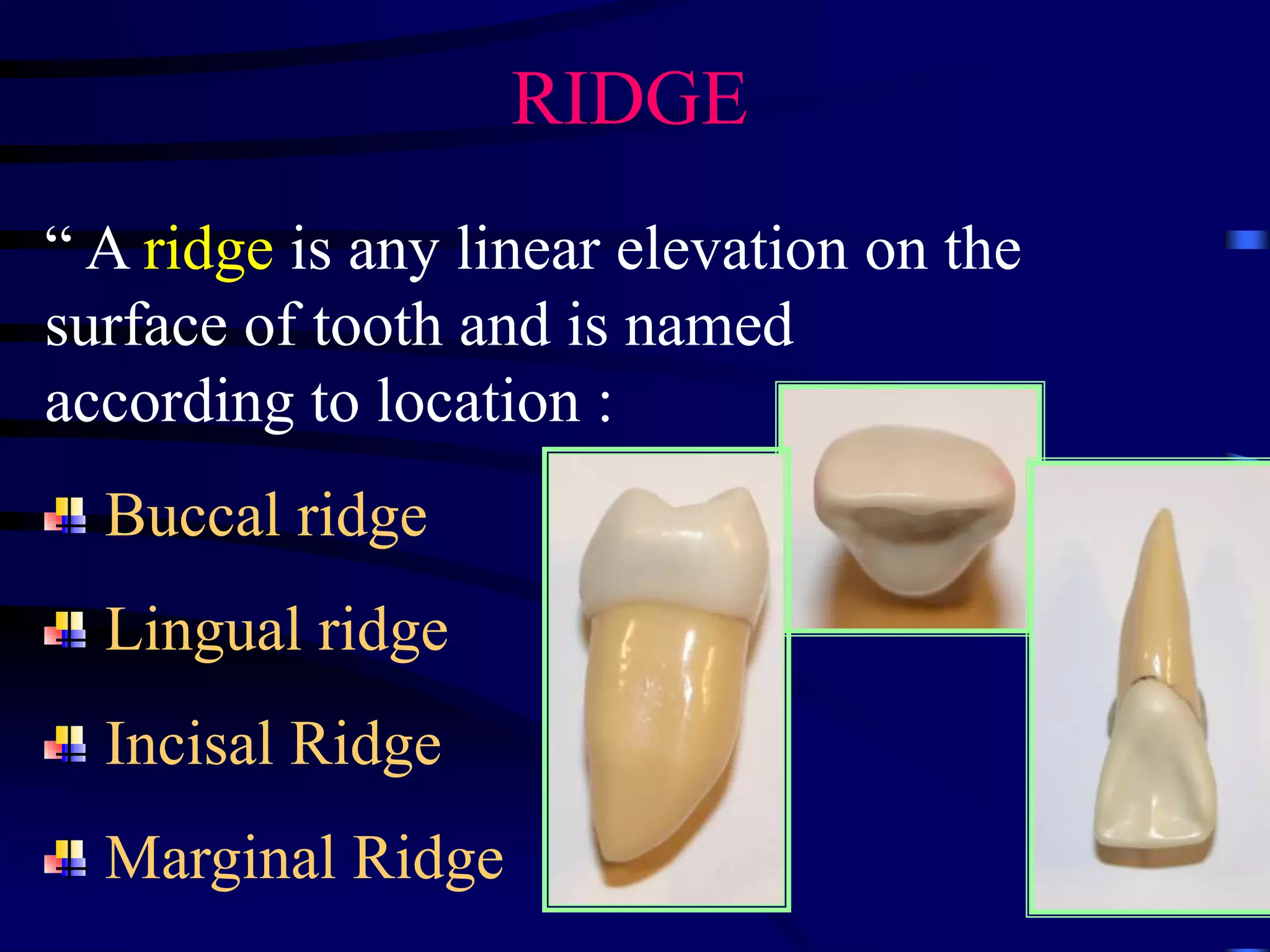 Introduction to Dental Anatomy.ppt