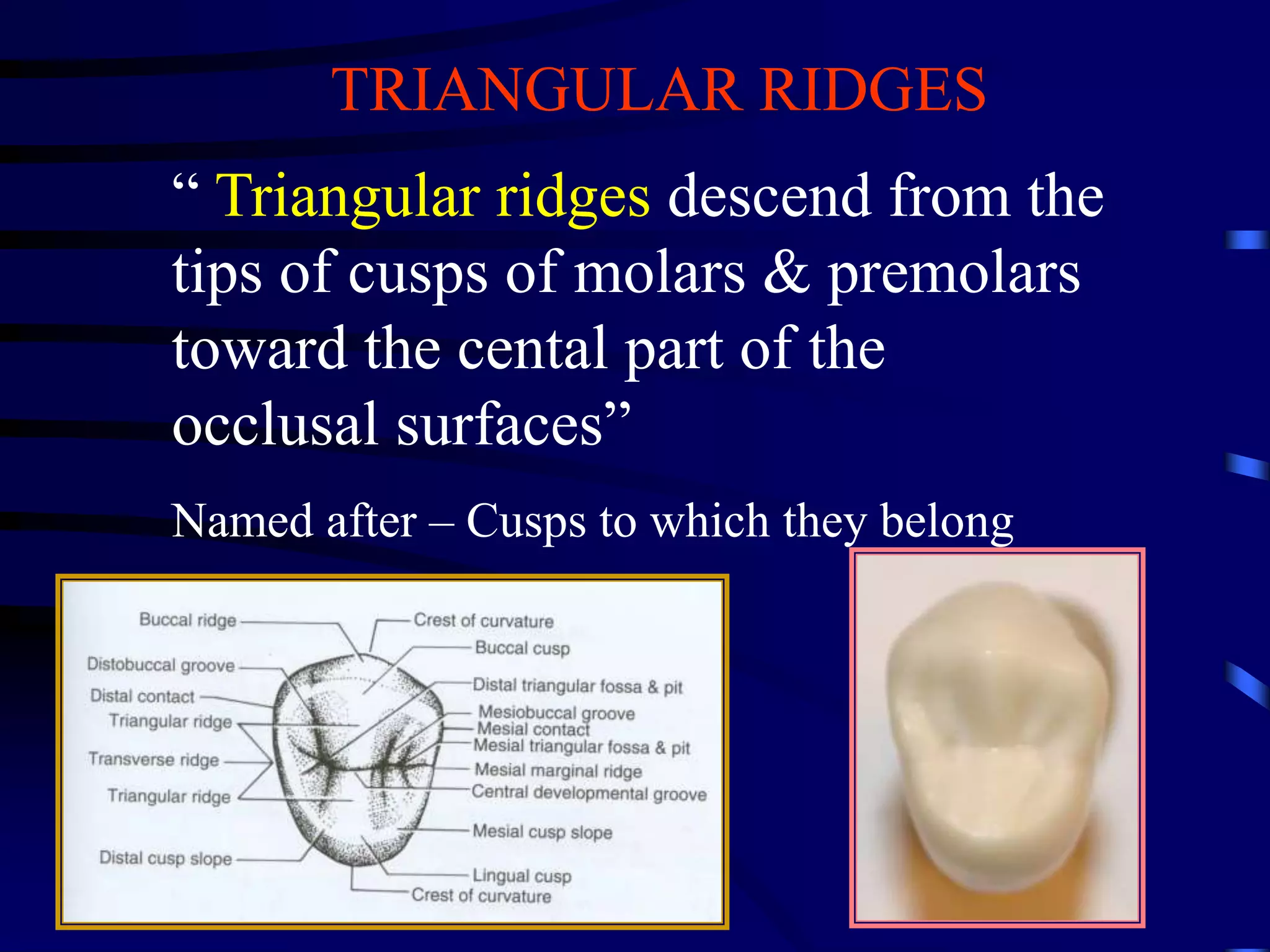 Introduction to Dental Anatomy.ppt