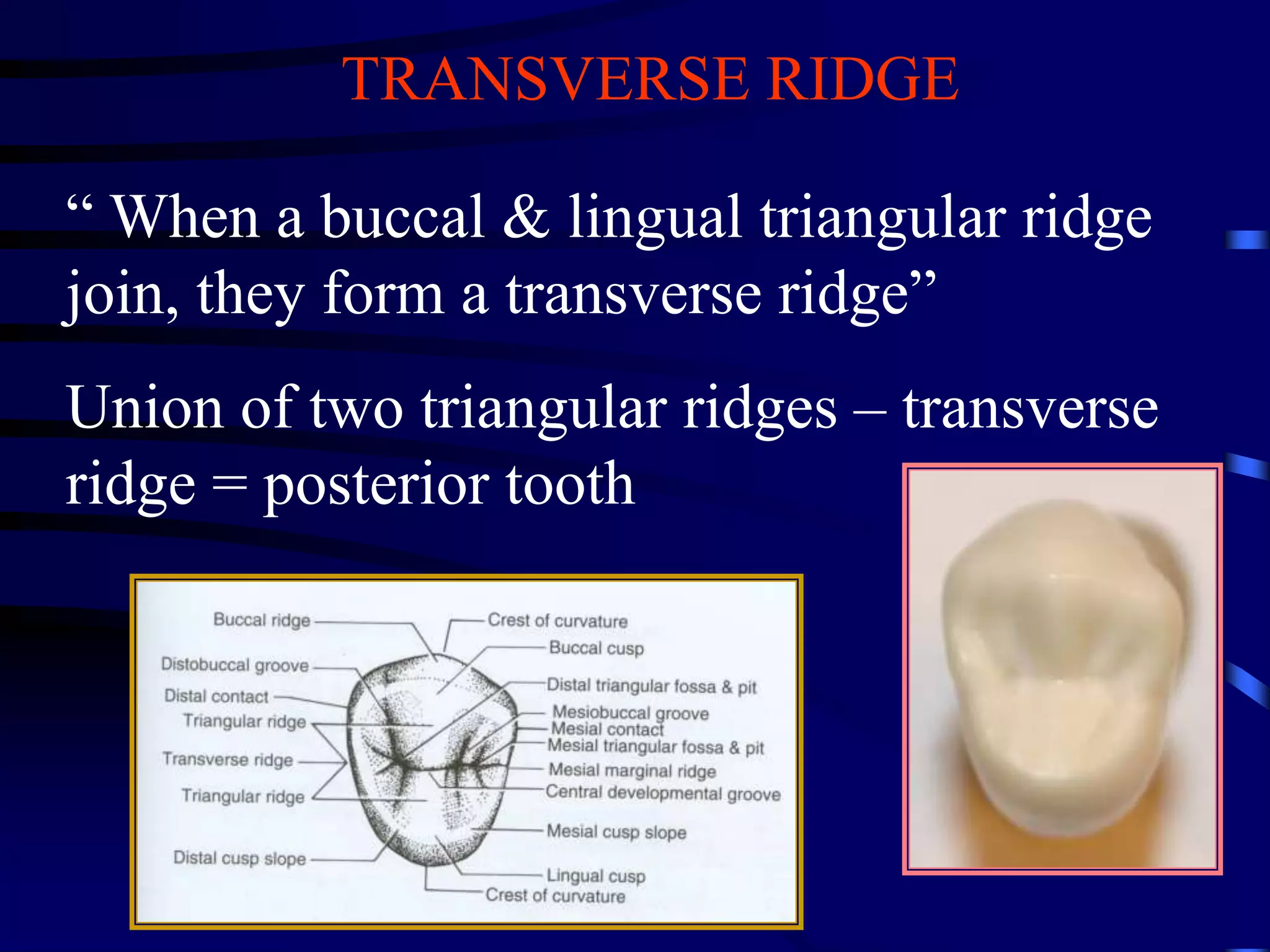 Introduction to Dental Anatomy.ppt