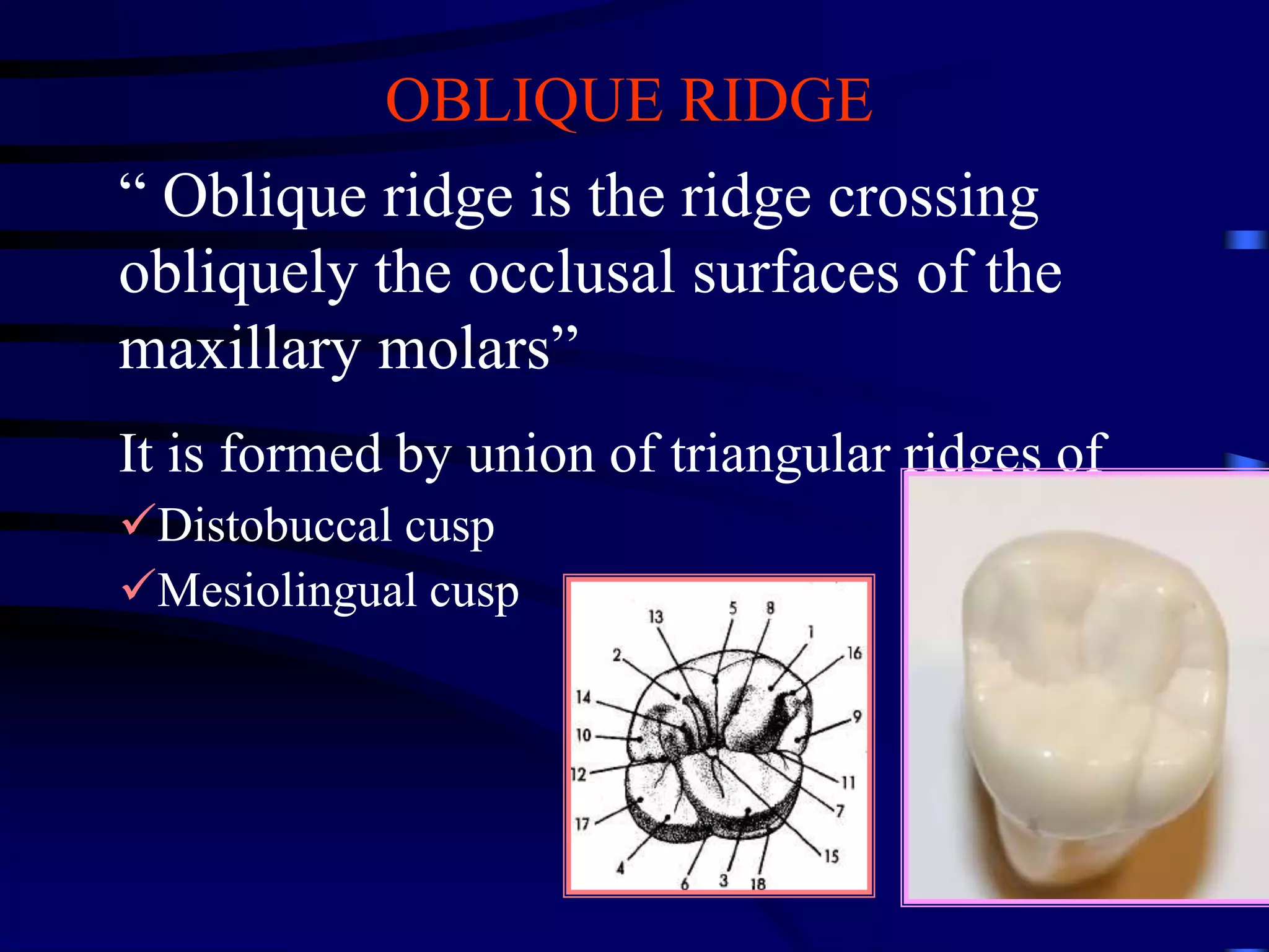 Introduction to Dental Anatomy.ppt