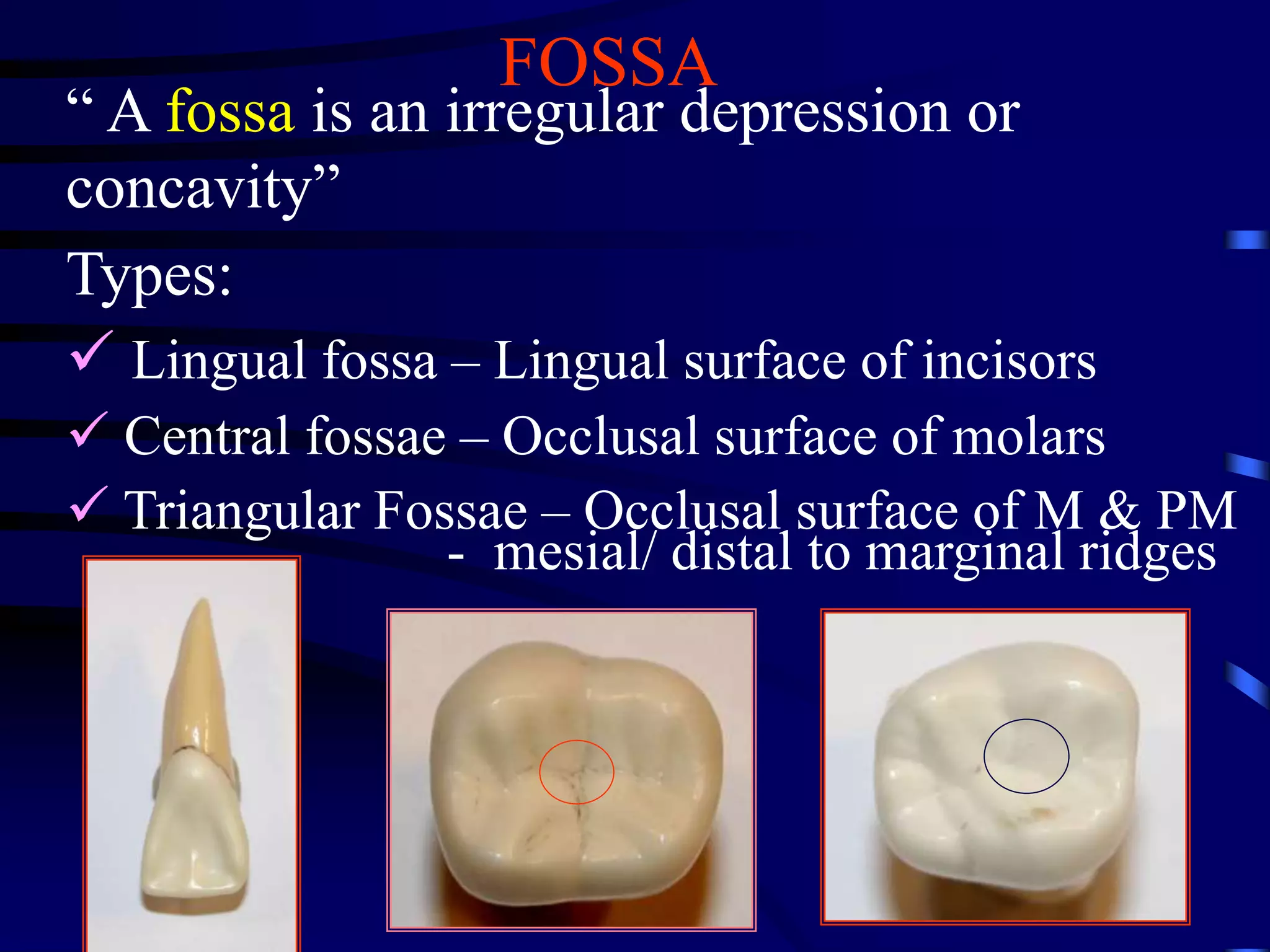Introduction to Dental Anatomy.ppt