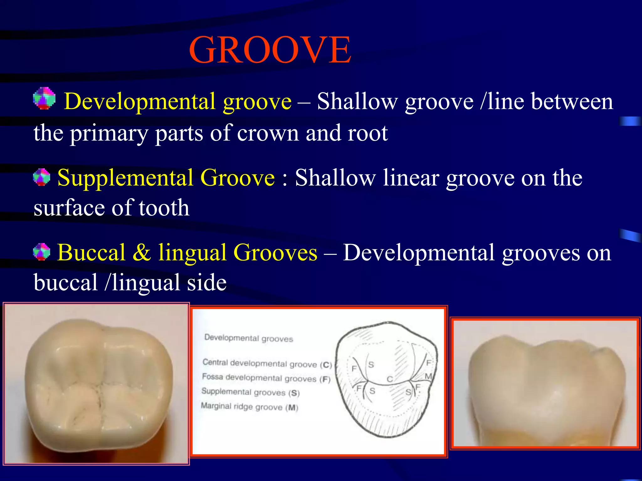 Introduction to Dental Anatomy.ppt