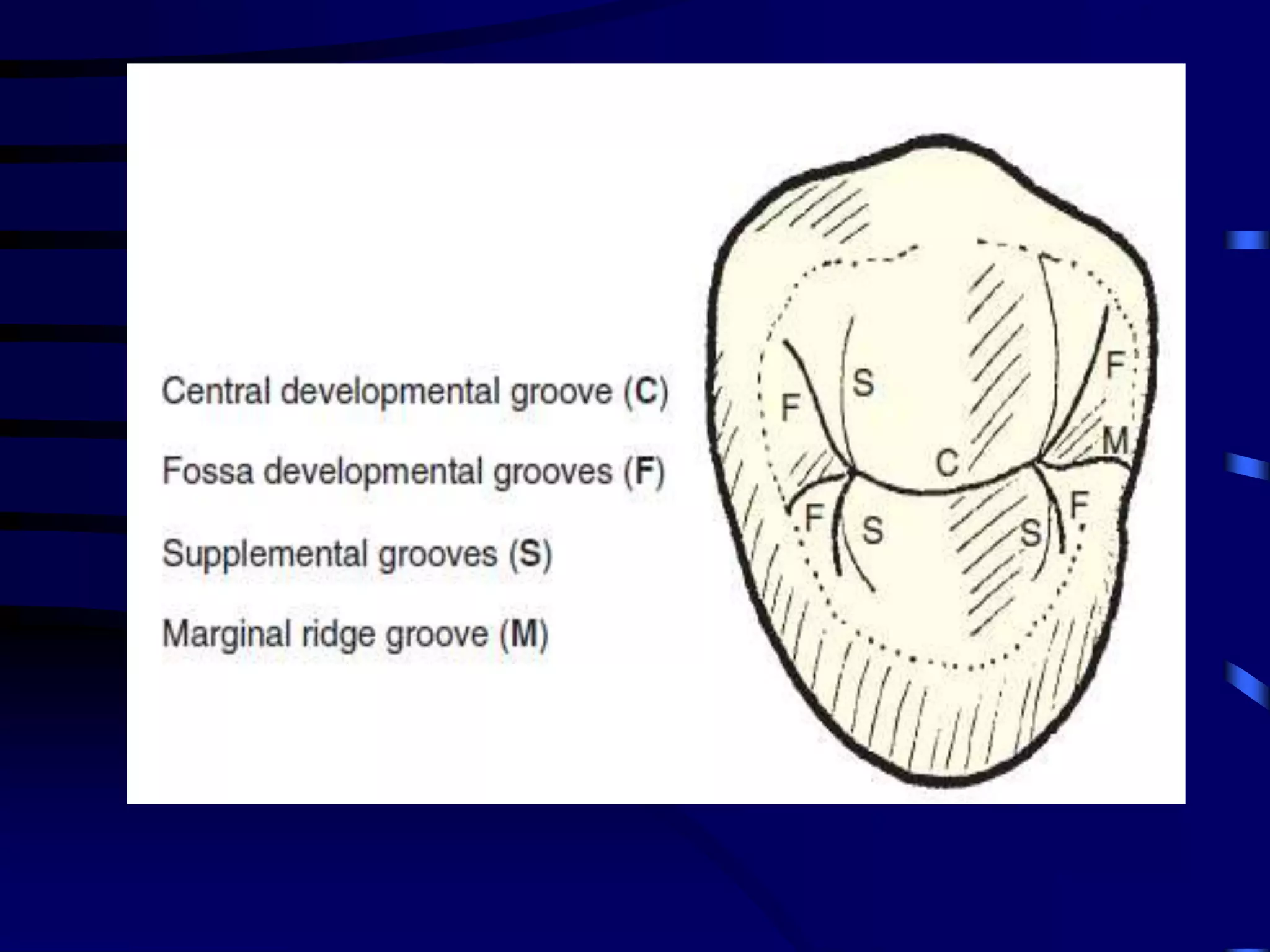 Introduction to Dental Anatomy.ppt