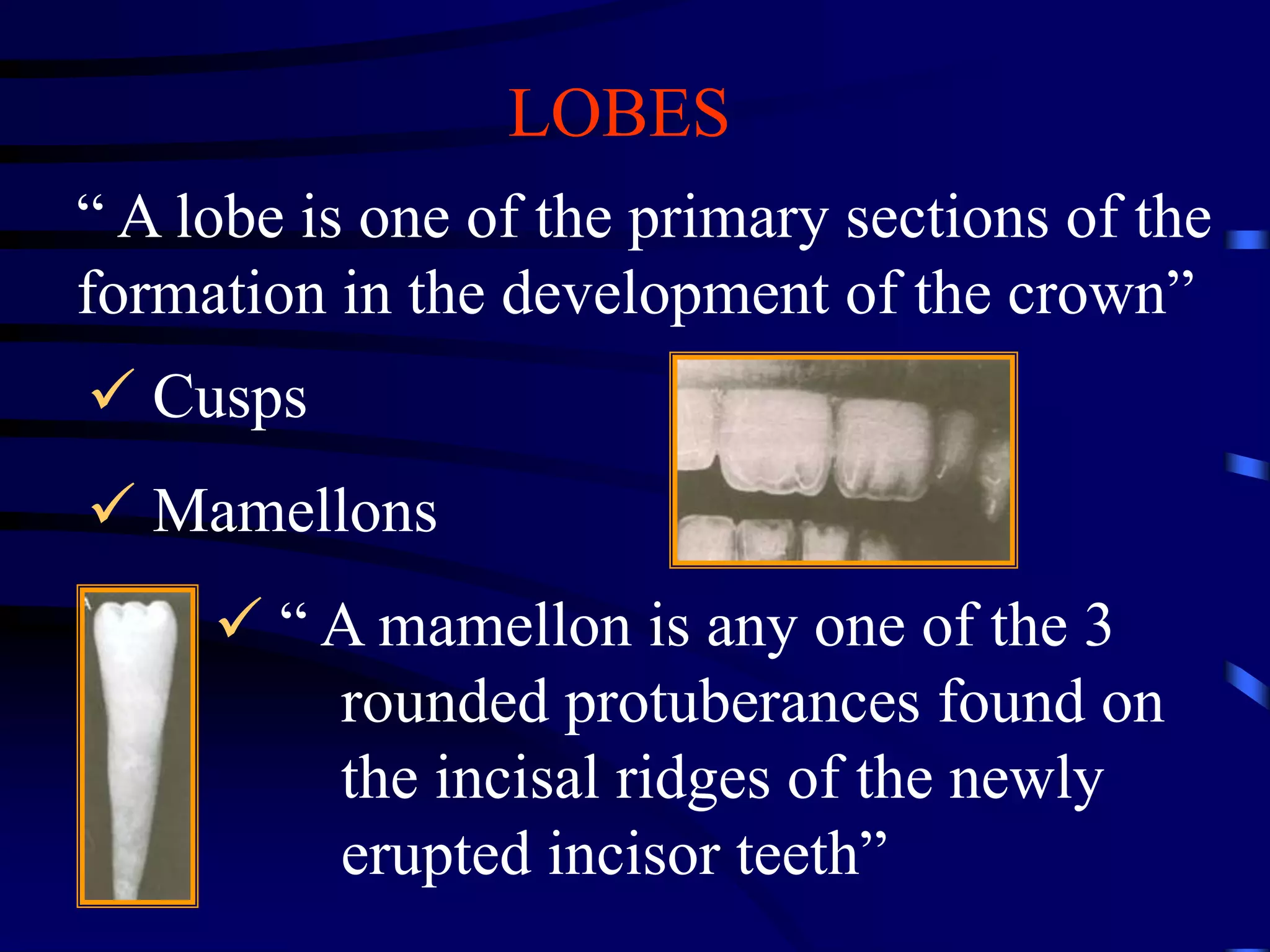 Introduction to Dental Anatomy.ppt