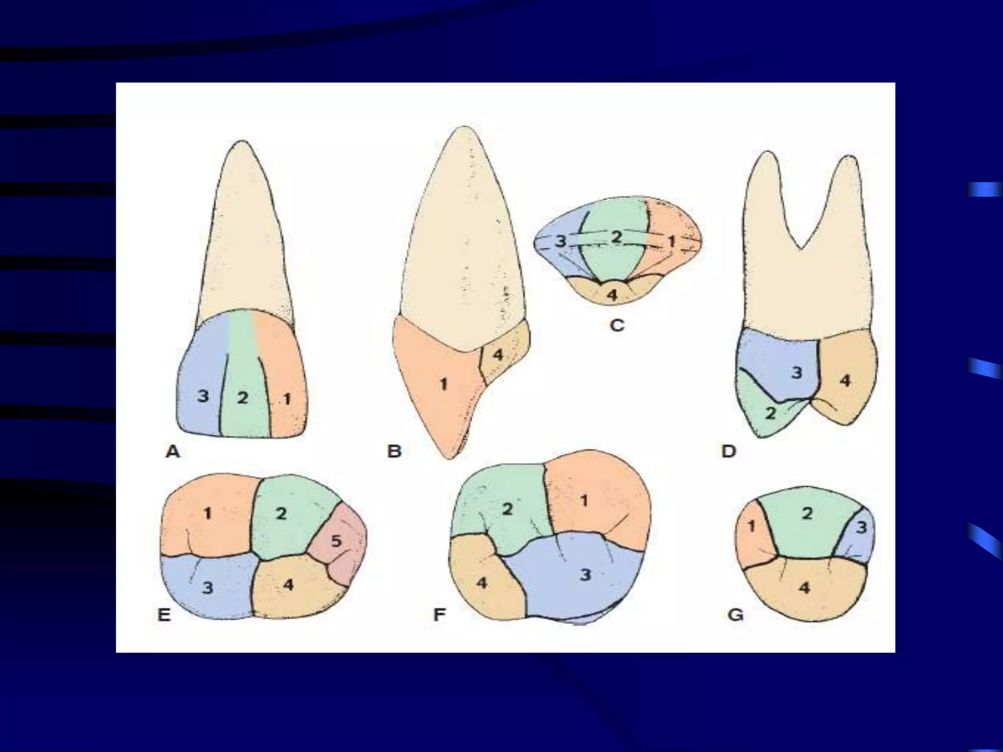 Introduction to Dental Anatomy.ppt