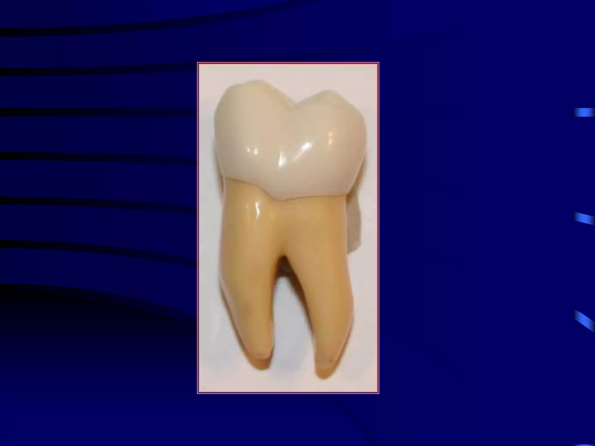 Introduction to Dental Anatomy.ppt