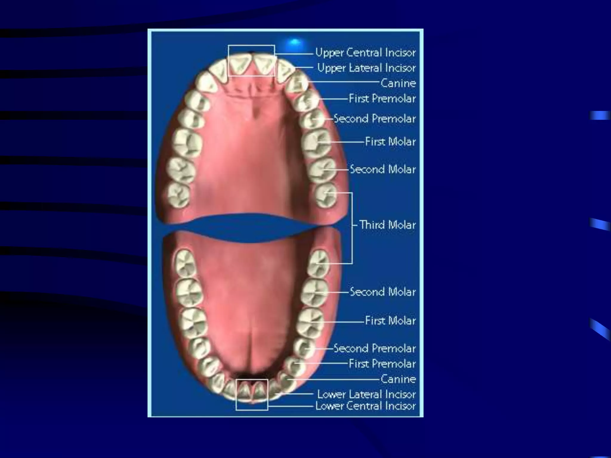 Introduction to Dental Anatomy.ppt