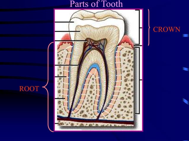 Introduction to Dental Anatomy.ppt