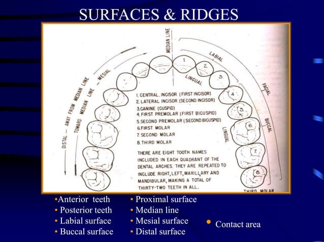 Introduction to Dental Anatomy.ppt