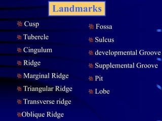 Introduction to Dental Anatomy.ppt