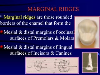 Introduction to Dental Anatomy.ppt