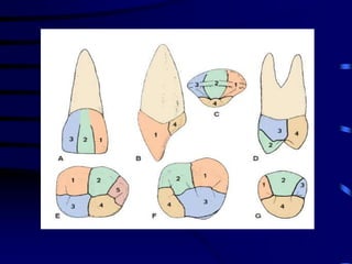 Introduction to Dental Anatomy.ppt