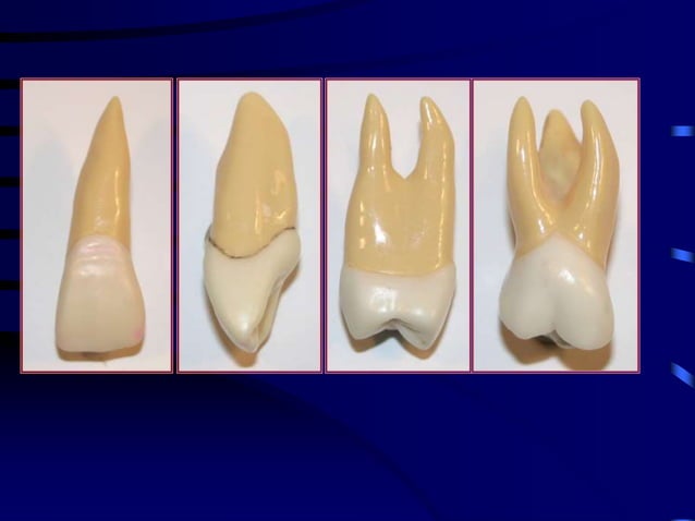 Introduction to Dental Anatomy.ppt