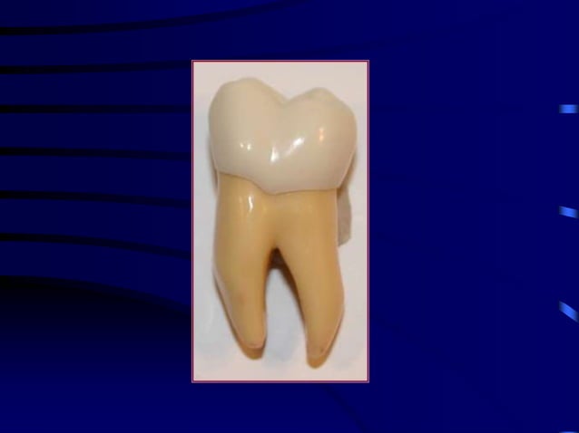 Introduction to Dental Anatomy.ppt