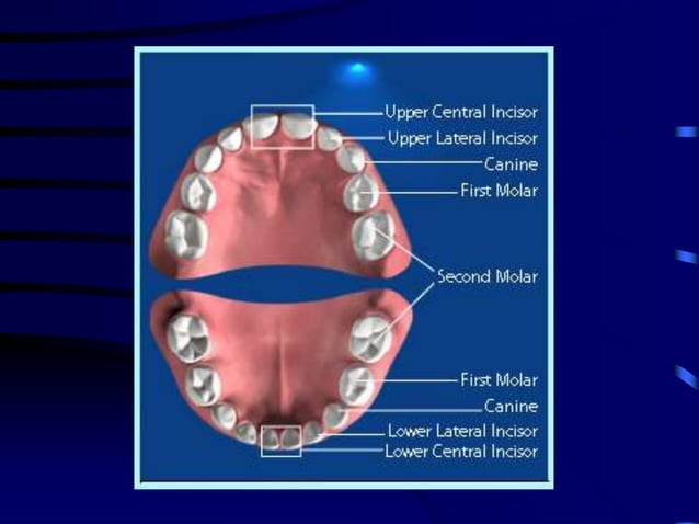 Introduction to Dental Anatomy.ppt