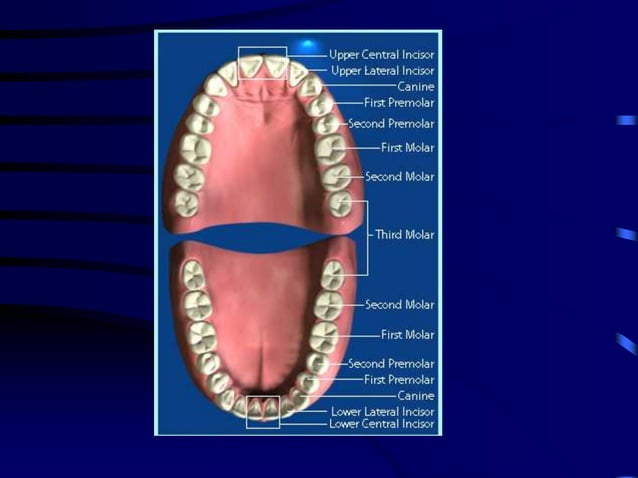 Introduction to Dental Anatomy.ppt