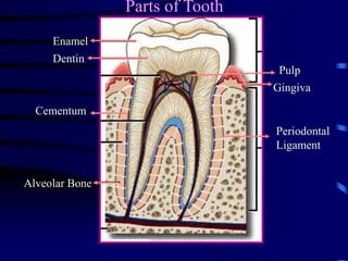 Introduction to Dental Anatomy.ppt