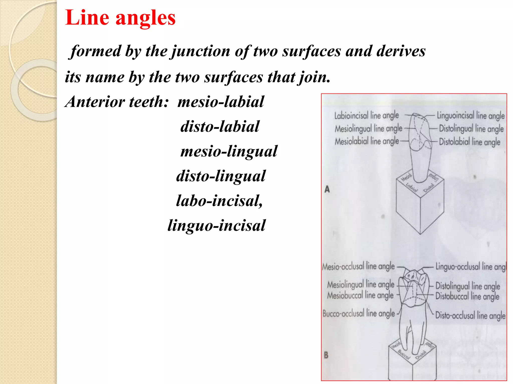 INTRODUCTION TO DENTAL ANATOMY.pptx
