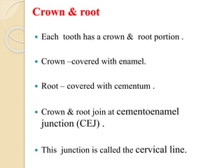 INTRODUCTION TO DENTAL ANATOMY.pptx