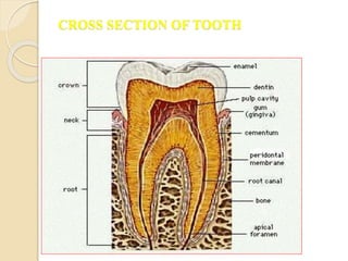 INTRODUCTION TO DENTAL ANATOMY.pptx