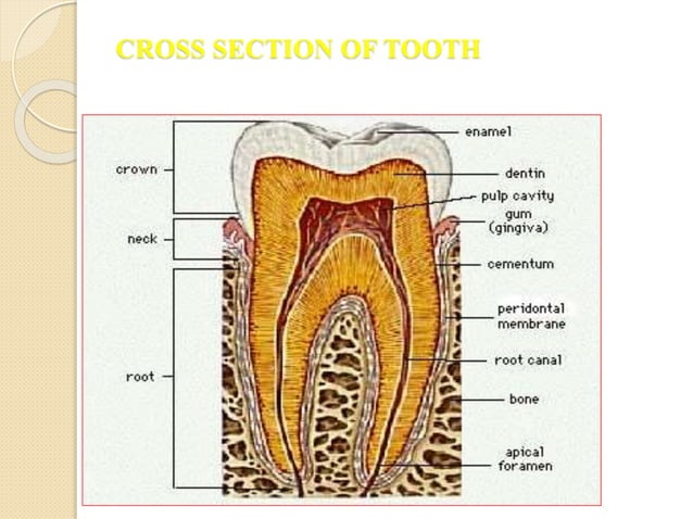 INTRODUCTION TO DENTAL ANATOMY.pptx | Dental Health | Diseases and ...