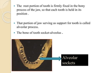 INTRODUCTION TO DENTAL ANATOMY.pptx