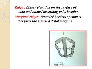 INTRODUCTION TO DENTAL ANATOMY.pptx | Dental Health | Diseases and ...