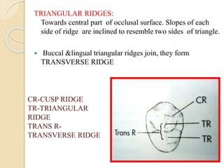 INTRODUCTION TO DENTAL ANATOMY.pptx | Dental Health | Diseases and ...