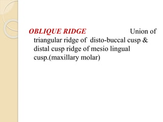 INTRODUCTION TO DENTAL ANATOMY.pptx | Dental Health | Diseases and ...