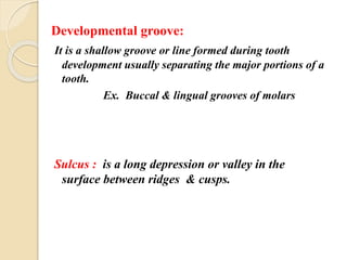 INTRODUCTION TO DENTAL ANATOMY.pptx | Dental Health | Diseases and ...