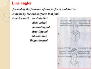 INTRODUCTION TO DENTAL ANATOMY.pptx | Dental Health | Diseases and ...